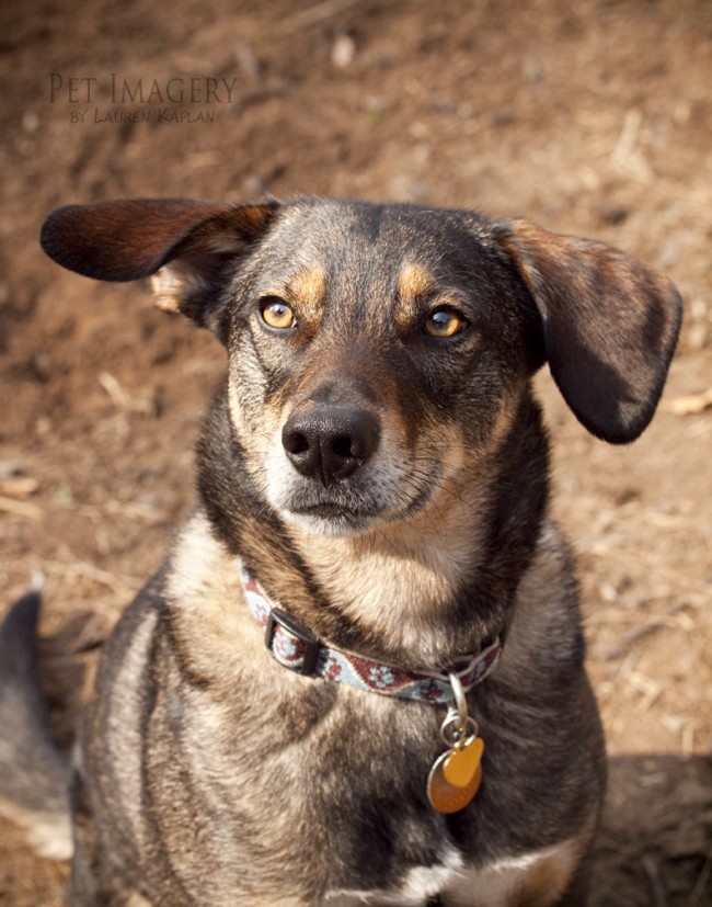 Beagle Lab German Shepherd Mix