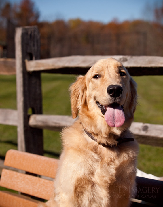 New Pet Photography: Cosmo, the Handsome Golden Retriever…