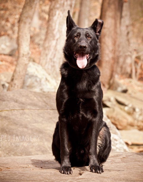 New Preview: Smokey and Shelby, German Shephards » Pet Imagery by ...