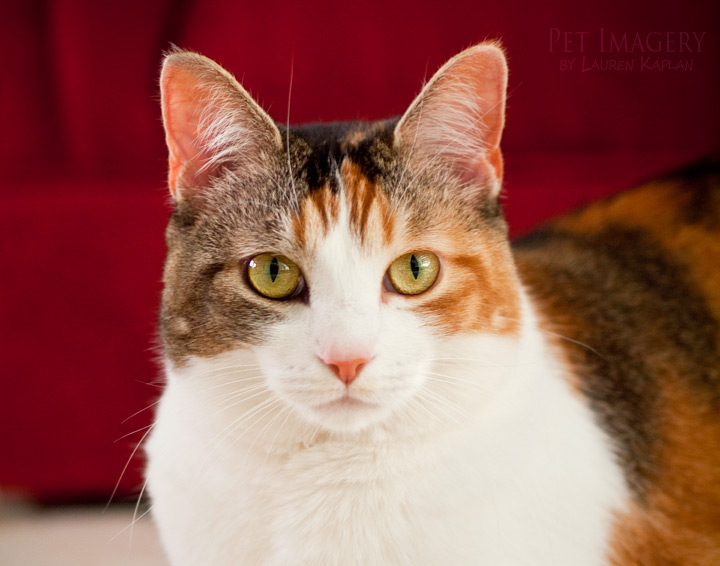 New Pet Photography: Tootsie, Calico Cat » Pet Imagery by Lauren Kaplan ...