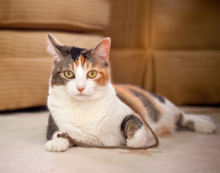 New Pet Photography: Tootsie, Calico Cat » Pet Imagery by Lauren Kaplan ...