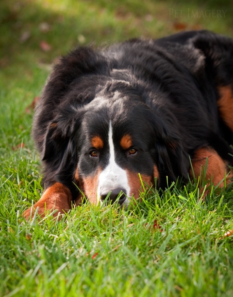 New Pet Photography: Brian and Lucas, Bernese Mountain Dog and German ...