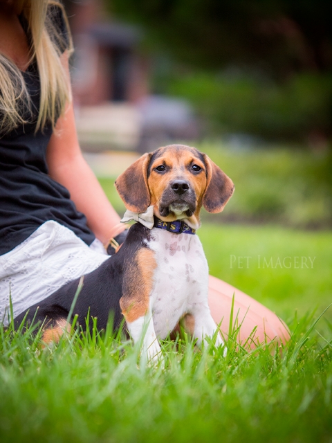 New Pet Photography: Moose, Beagle Mix puppy, Conshohocken, PA » Pet ...