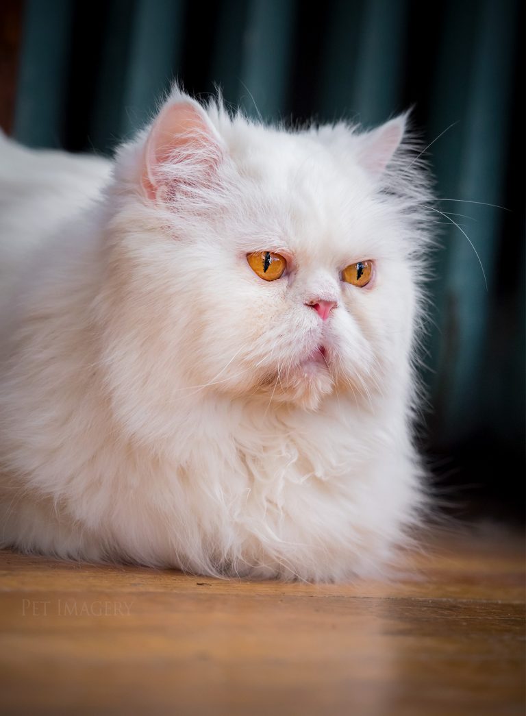 New Cat Photography: Charlie and Angel; Philadelphia, PA » Pet Imagery ...