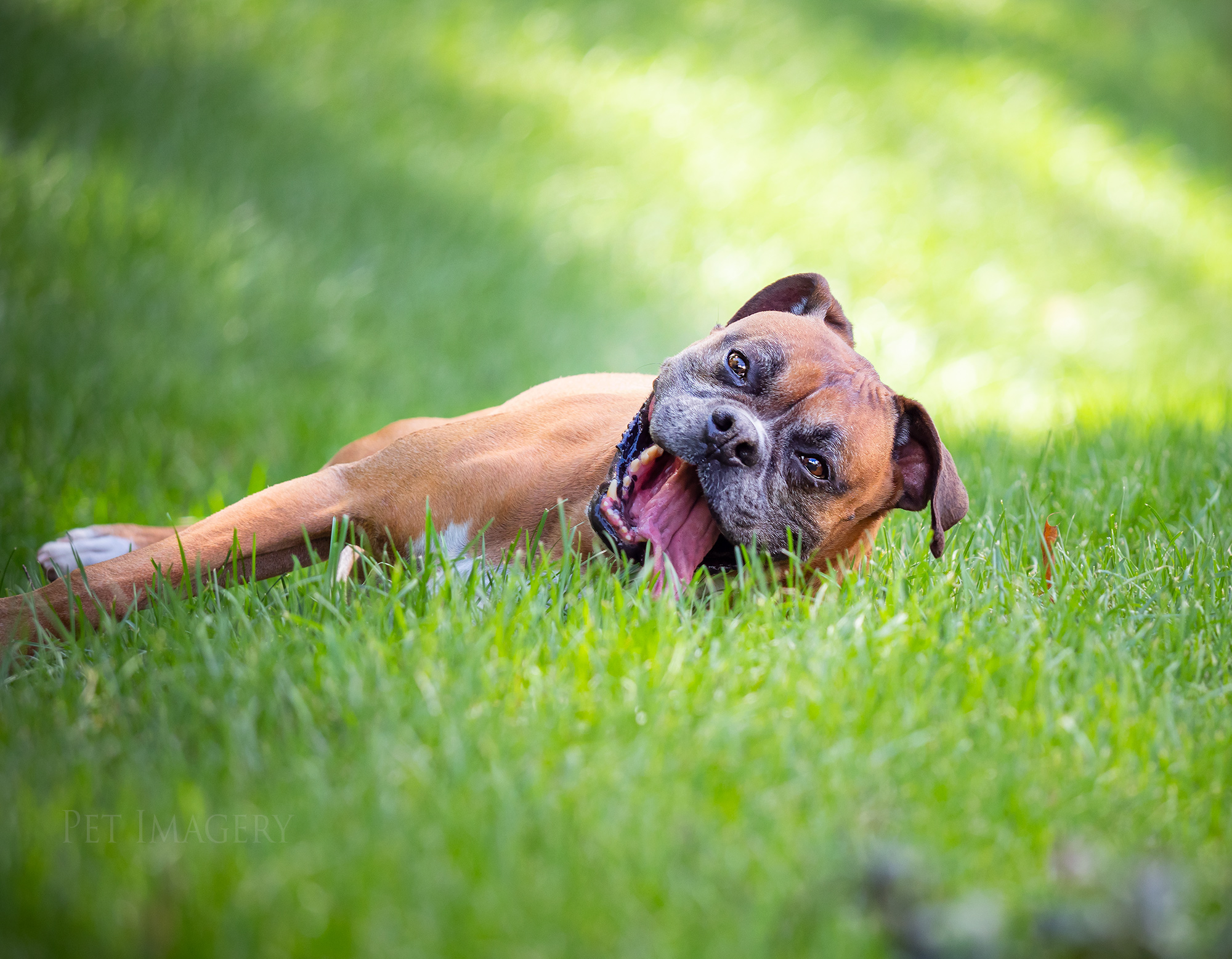 New Dog Photography: Pounce, Maddie, Rocky and Sammy; Boxer breed ...