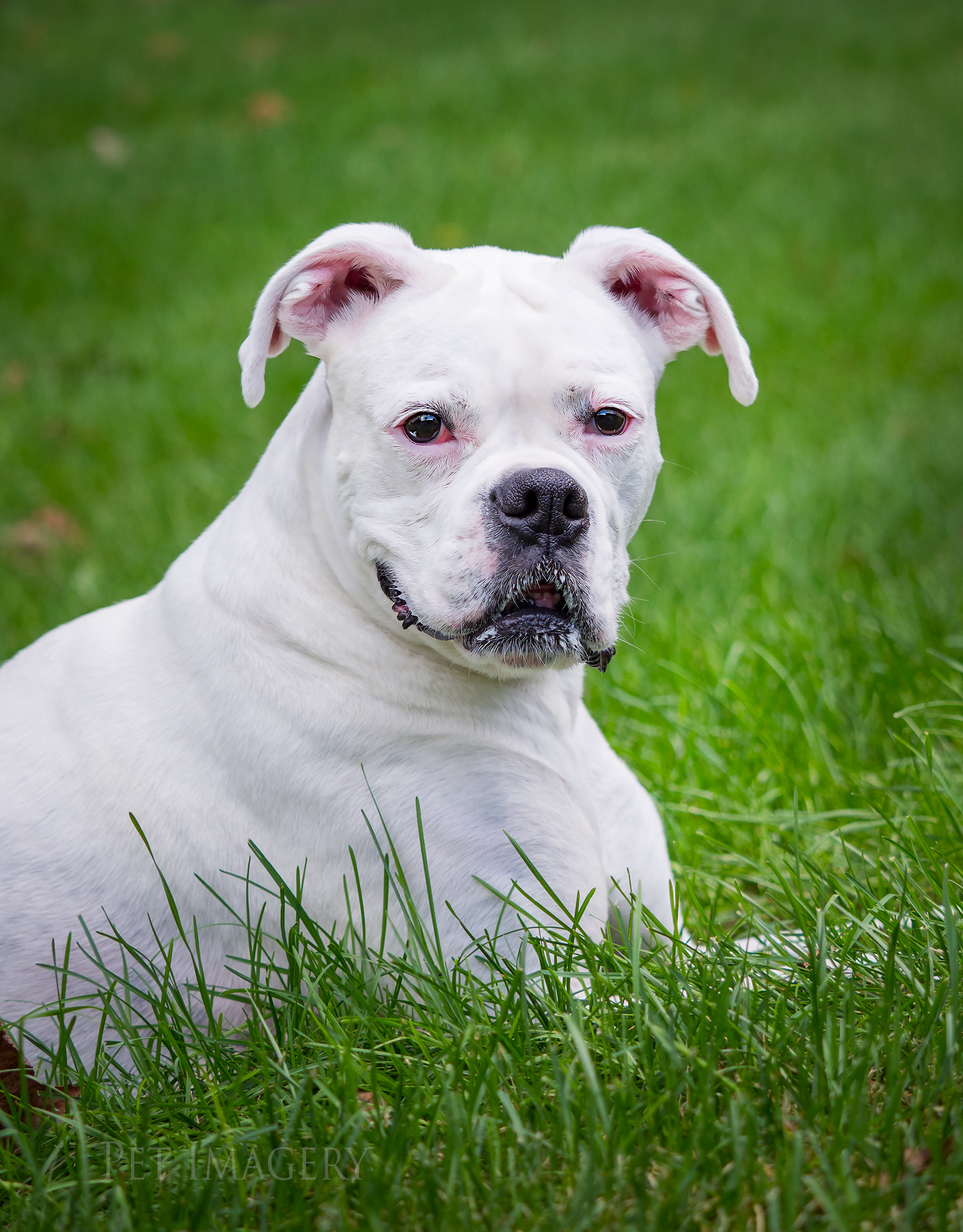 New Dog Photography: Pounce, Maddie, Rocky and Sammy; Boxer breed ...