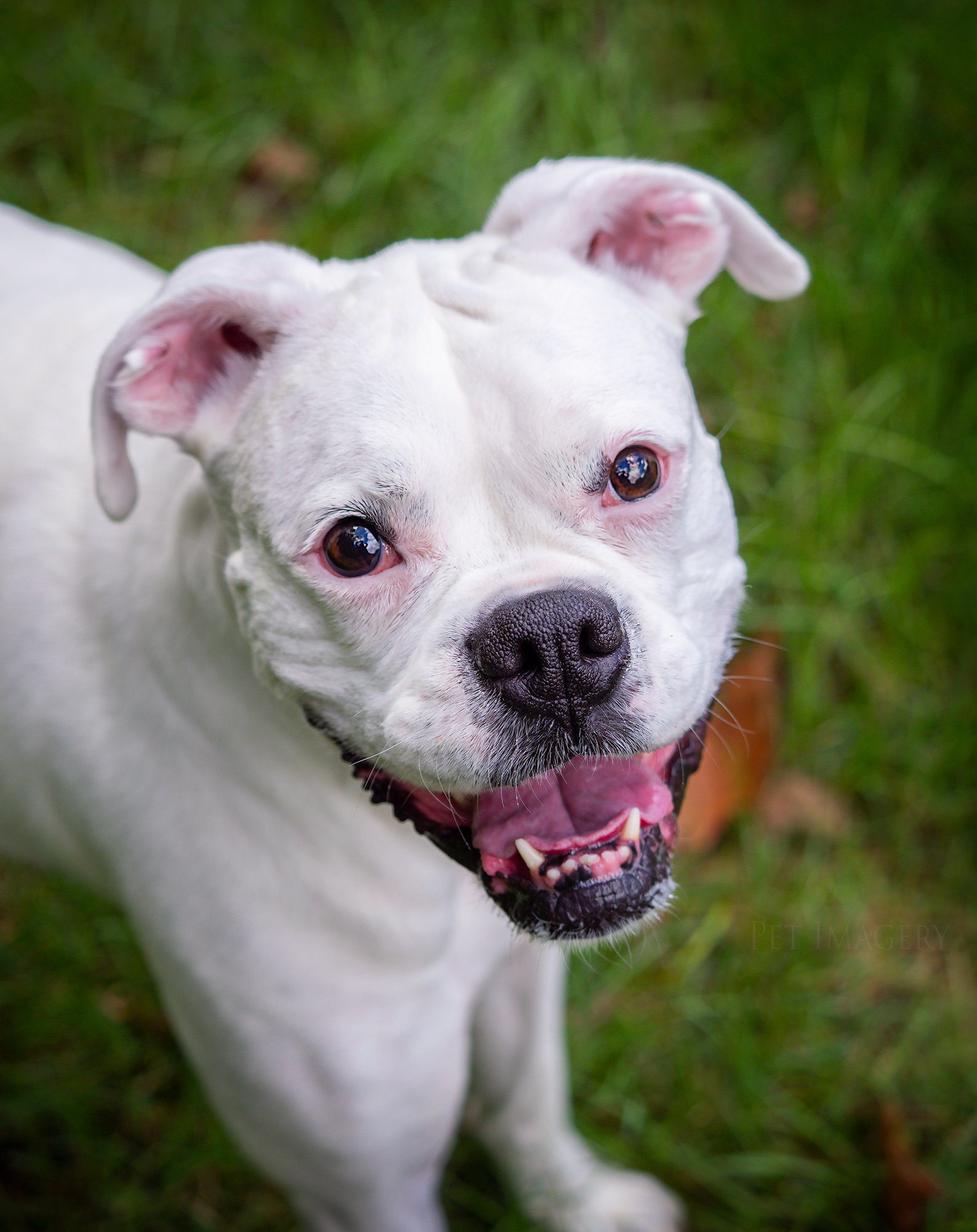 New Dog Photography: Pounce, Maddie, Rocky and Sammy; Boxer breed ...