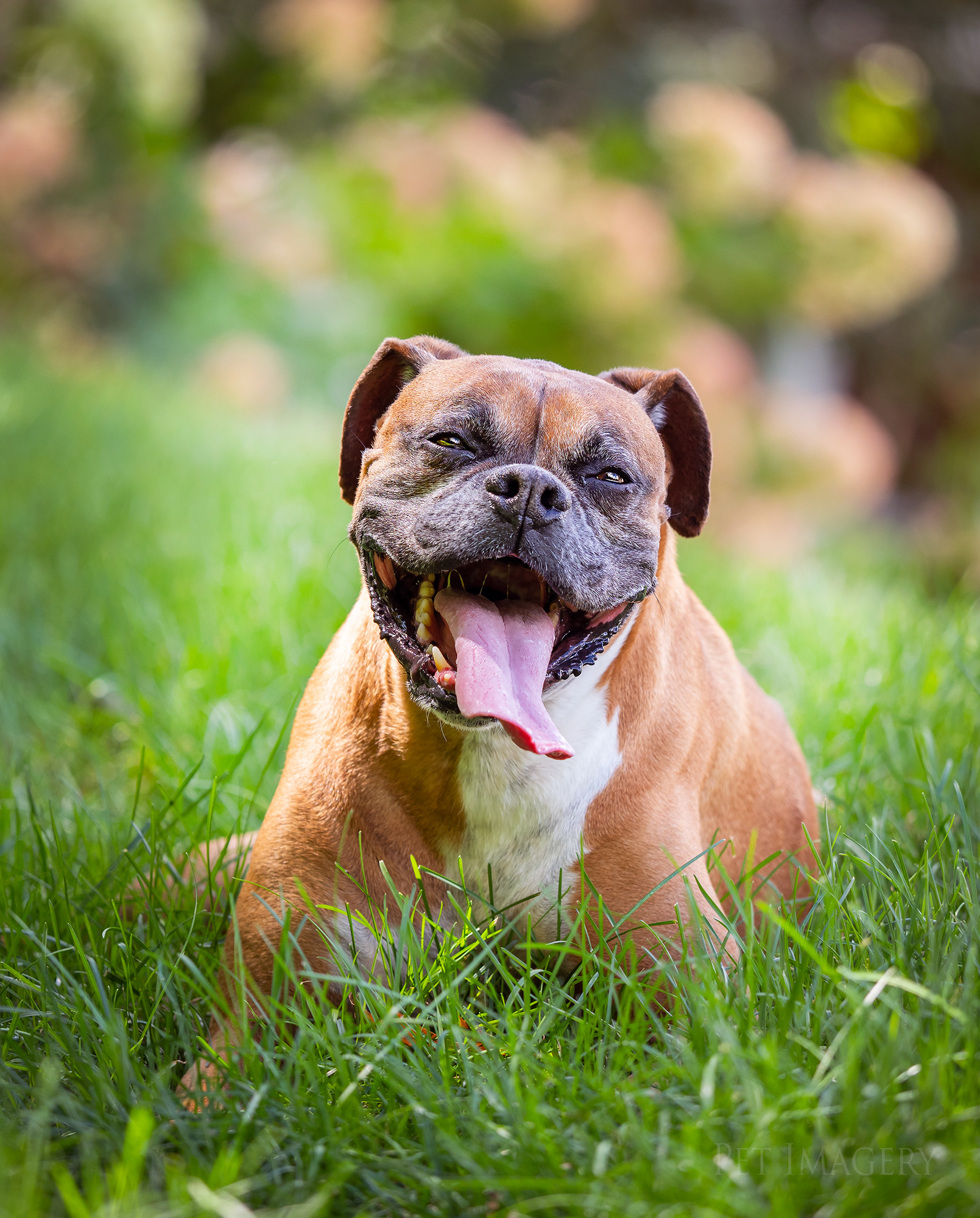 New Dog Photography: Pounce, Maddie, Rocky and Sammy; Boxer breed ...