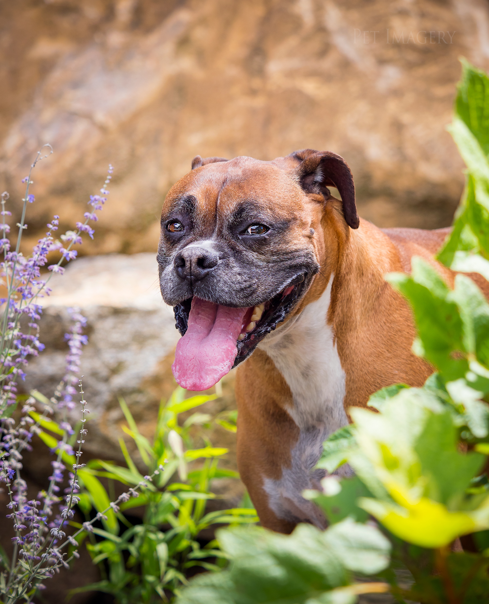 New Dog Photography: Pounce, Maddie, Rocky and Sammy; Boxer breed ...